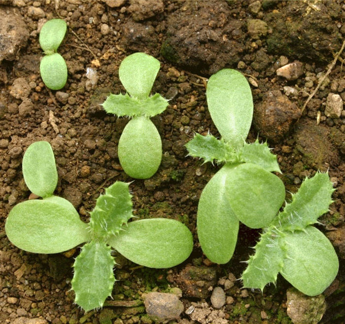 AgPest » Californian thistle