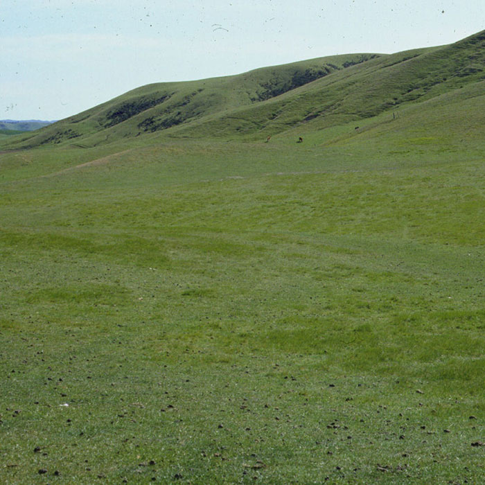 AgPest » Chilean needle grass