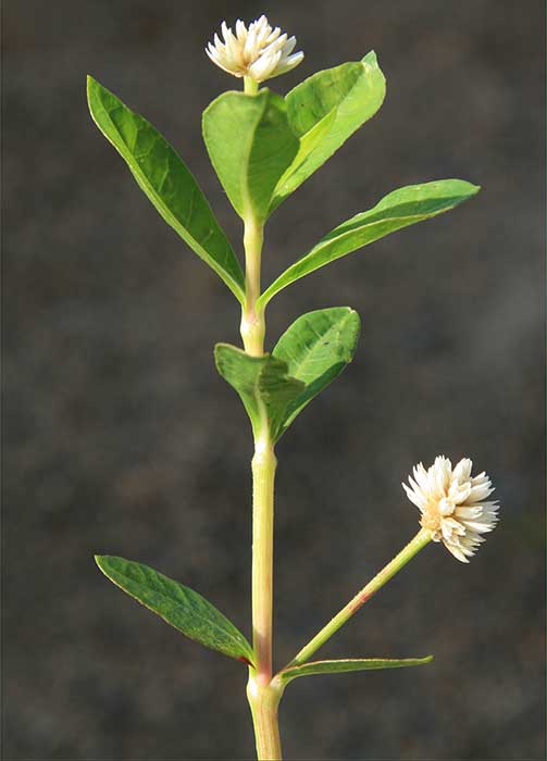 AgPest » Alligator Weed