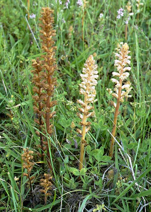 AgPest » Broomrape