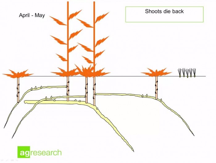 AgPest » Californian thistle