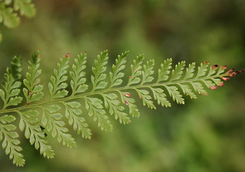 AgPest » Ring fern