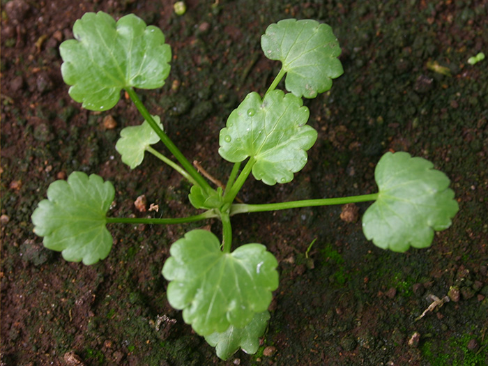 AgPest » Hairy buttercup